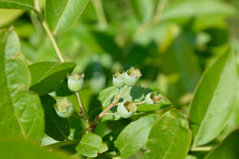 Blueberry unripe stock photo. Image of berries, blueberry - 88589406