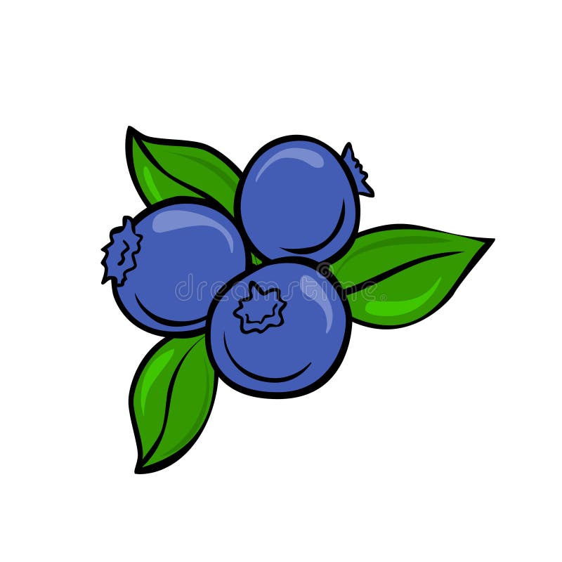 Blueberry Vector Isolated on White Background.Fruit Illustration Stock ...