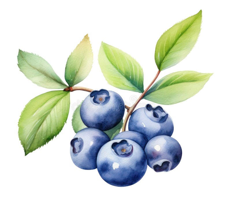 Blueberry Watercolor Drawing on Transparent Background in PNG Format ...