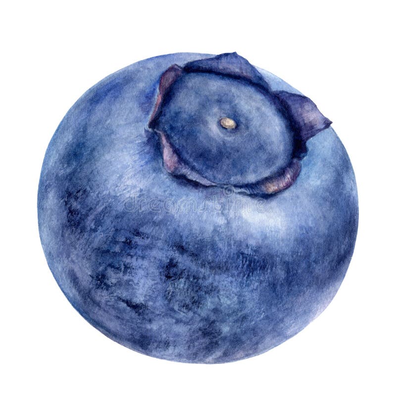 Blueberry Watercolor Illustration Isolated on White Background Stock ... Blueberry Watercolor Illustration Isolated on White Background Stock ...