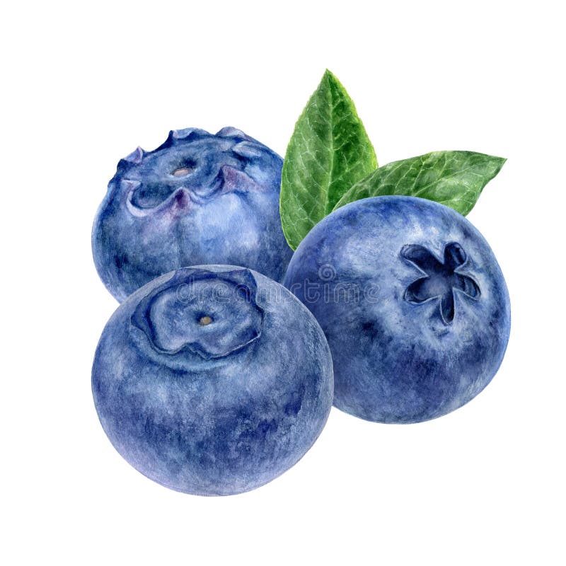 Blueberry Watercolor Illustration Isolated on White Background Stock ...