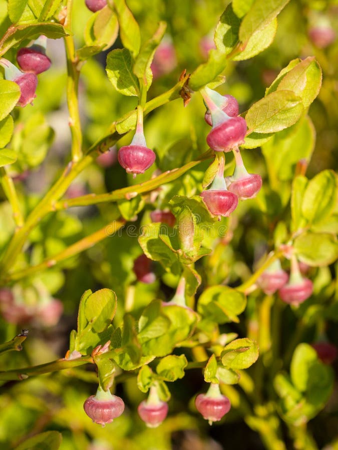 Blueberry with Young Berries Stock Photo - Image of berry, leaves ...