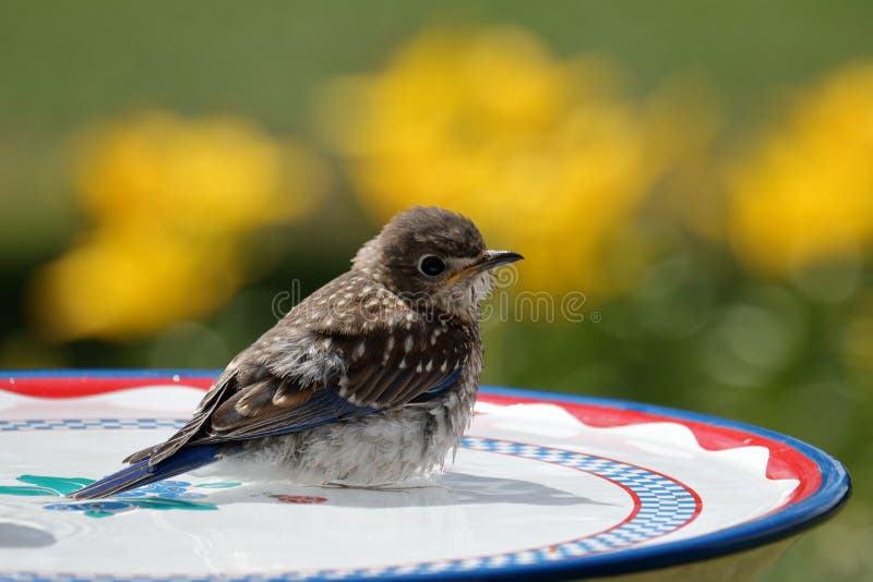 Bluebird Bath stock photo. Image of bath, water, eastern - 73729040