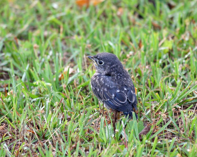 Bluebird chick stock photo. Image of baby, chick, ruffled - 12167984