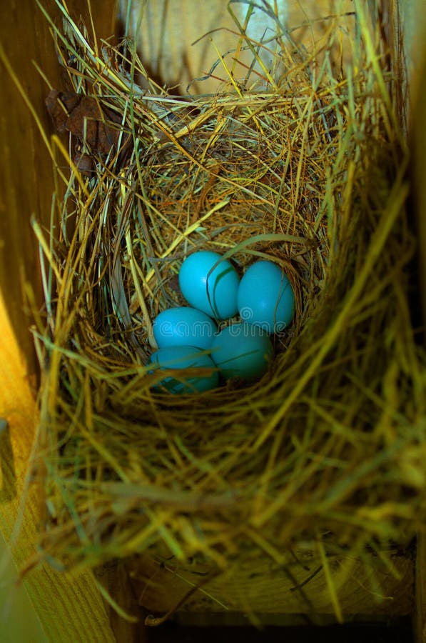 Bluebird eggs stock photo. Image of bird, house, eggs - 25353602