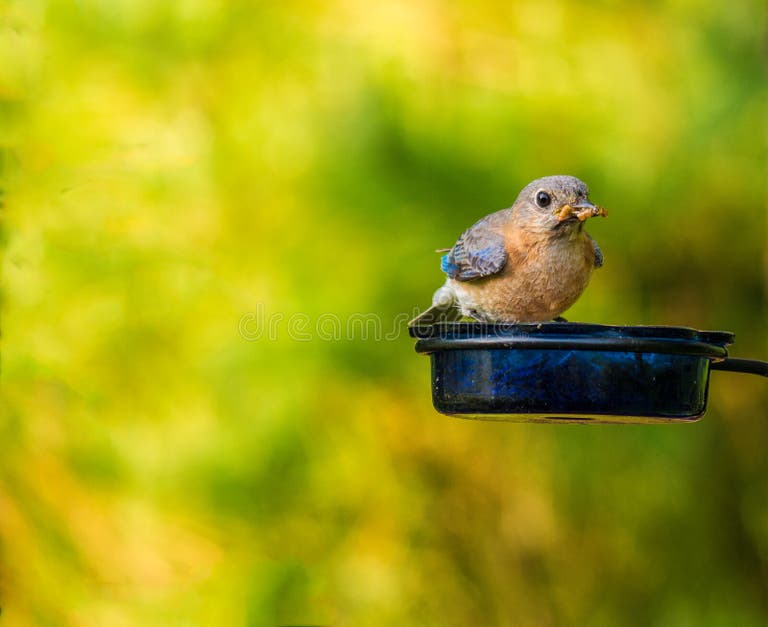 Bluebird Feast stock photo. Image of glow, female, eastern - 31429794