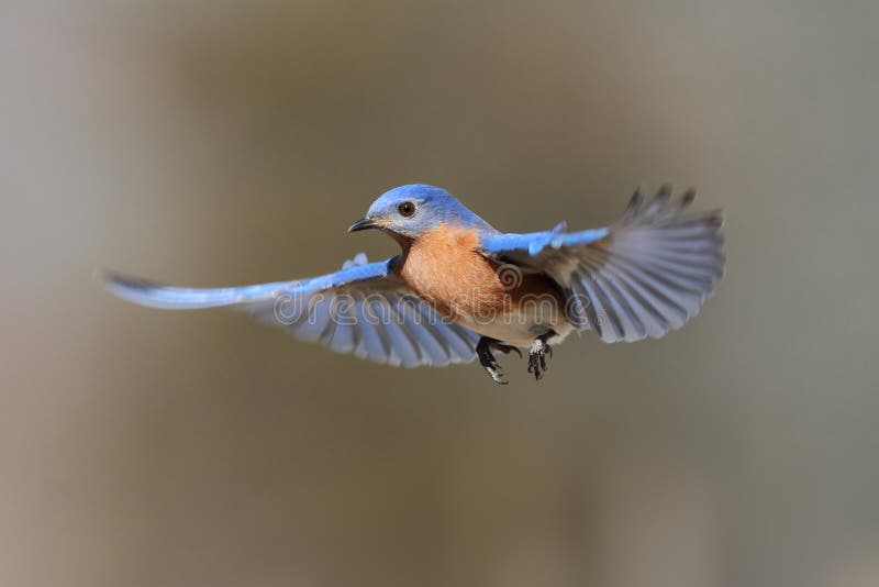 Bluebird in Flight stock image. Image of forest, nature - 14472415