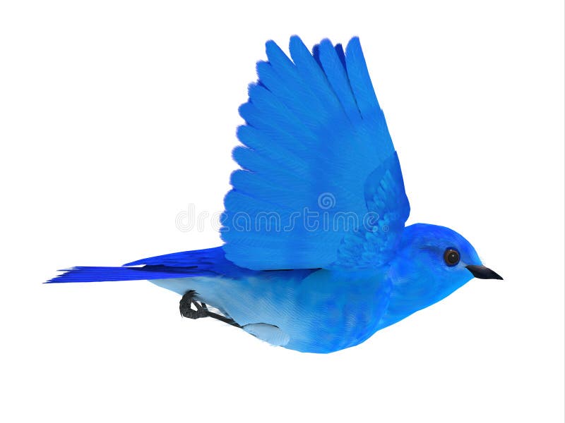 Bluebird of Happiness stock illustration. Illustration of life - 242574537