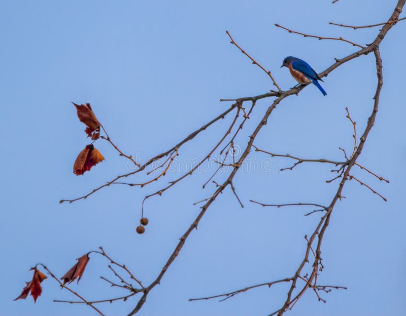 Bluebird on a Limb in Winter Stock Photo - Image of birds, maple: 269356968