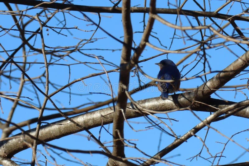 Eastern Bluebird Standing on and Surrounded by Tree Branches Against ...