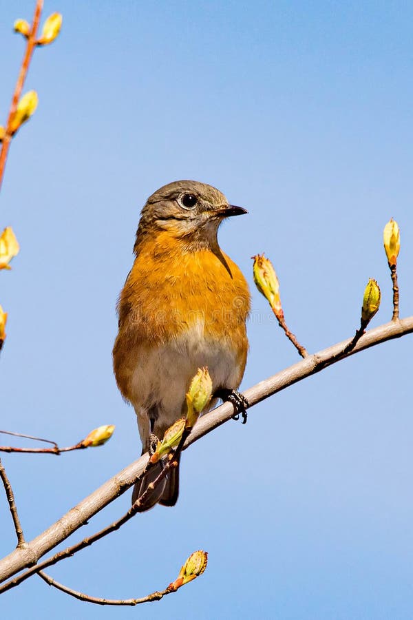 Bluebird Portrait Close Up in Spring Time Stock Photo - Image of ...