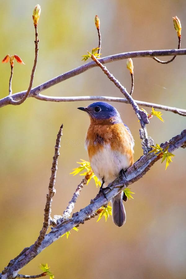 Bluebird Portrait Close Up in Spring Time Stock Image - Image of birds ...