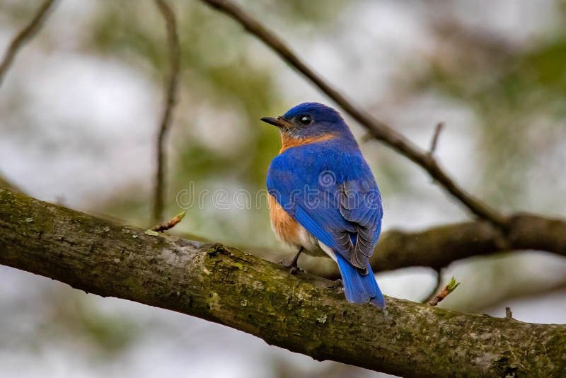 Bluebird Portrait Close Up in Spring Time Stock Image - Image of birds ...