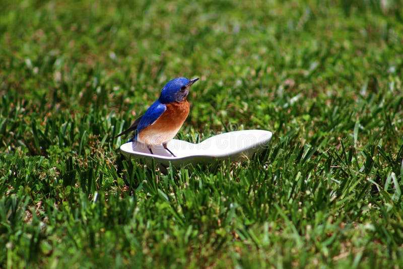 Bluebird Scoping stock photo. Image of birding, animal - 31836576