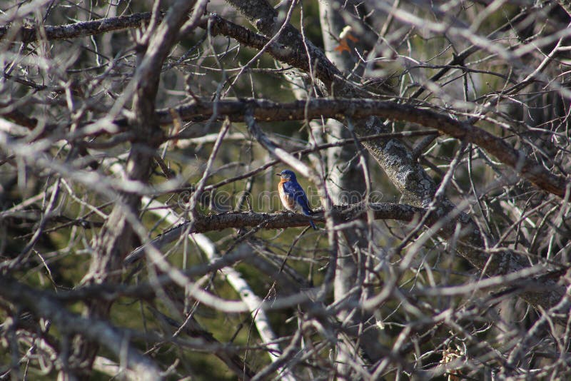 Minnesota Bluebird Stock Photos - Free & Royalty-Free Stock Photos from ...