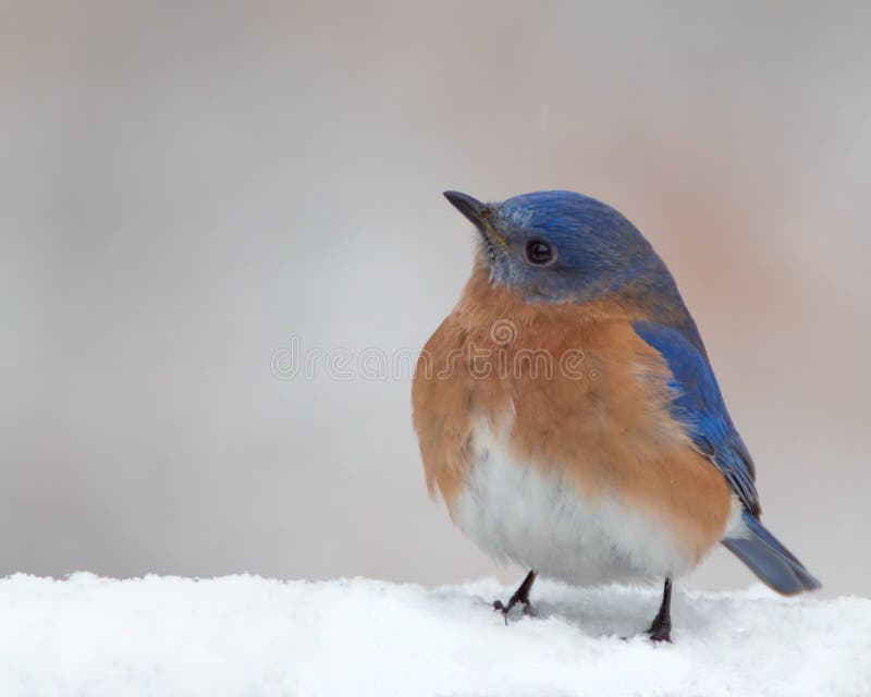 Blue Birds In Snow