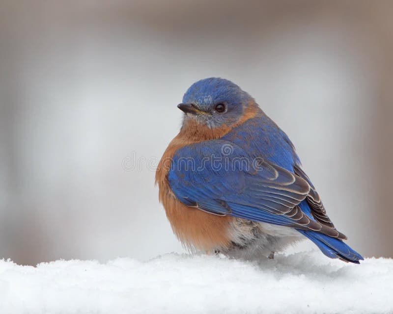 Bluebird in snow storm stock photo. Image of blue, close - 39136892