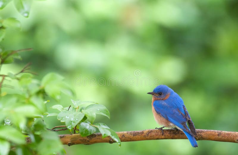 Bluebird in Spring stock photo. Image of nature, beak - 5141016