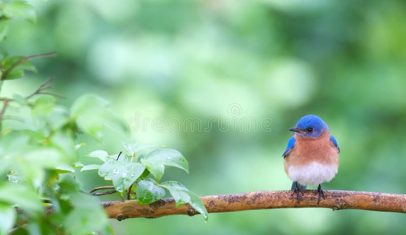 Bluebird in Spring stock photo. Image of spring, nature - 5141020