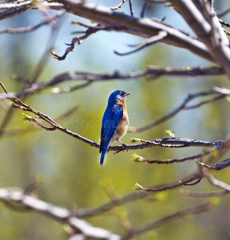 Bluebird Spring stock image. Image of natural, sunlight - 44919407