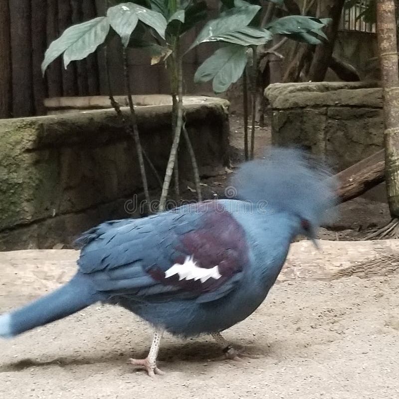 Bluebird strutting stock image. Image of exotic, bird - 174459463
