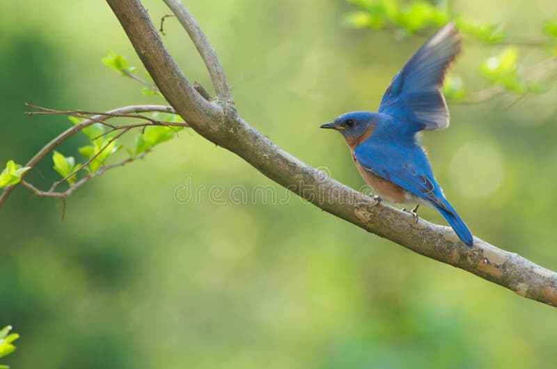 Bluebird in Spring stock photo. Image of nature, beak - 5141016