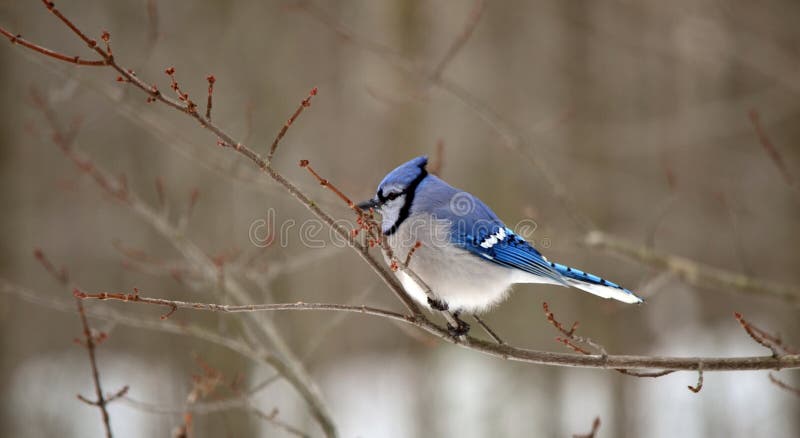Bluebird in a tree. stock photo. Image of bluebird, early - 41027094