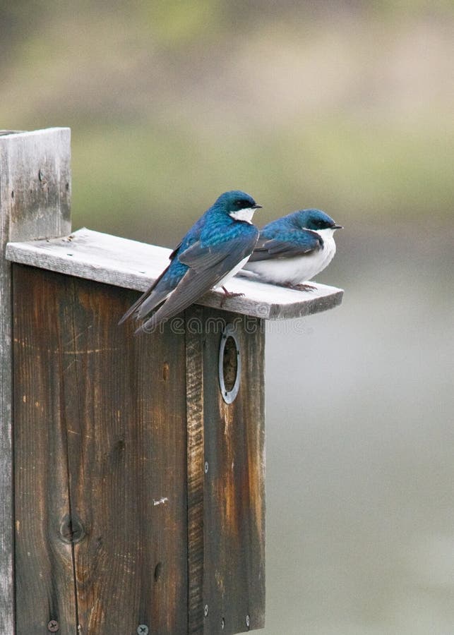 Bluebirds stock photo. Image of birdhouse, bluebird, birding - 14253800