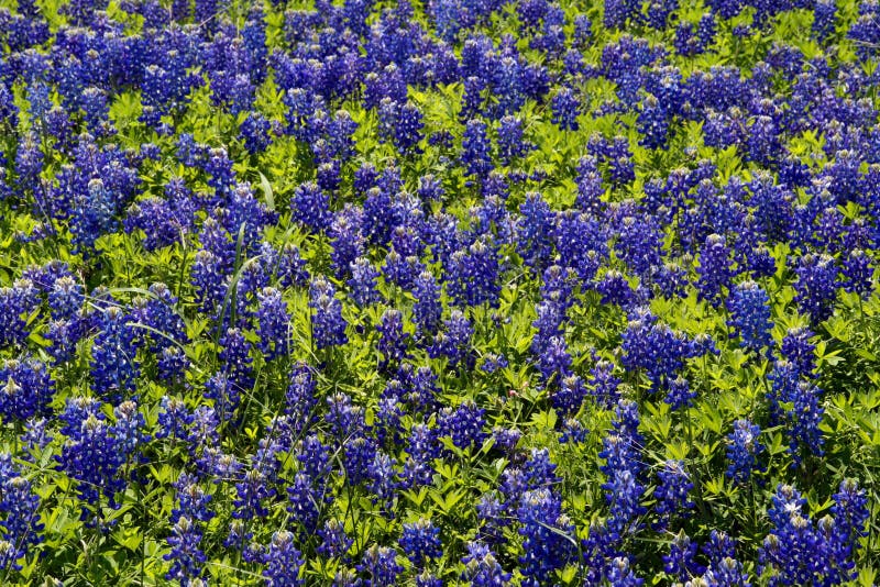 Texas Bluebonnets in Spring Stock Photo - Image of scenery, vista: 32257930