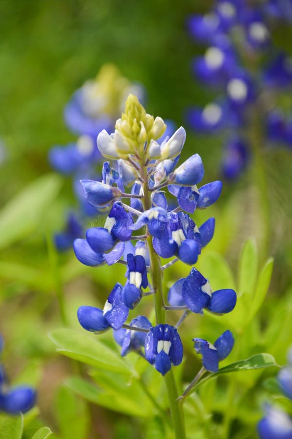 Bluebonnet stock photo. Image of spring, gardening, petal - 177028692