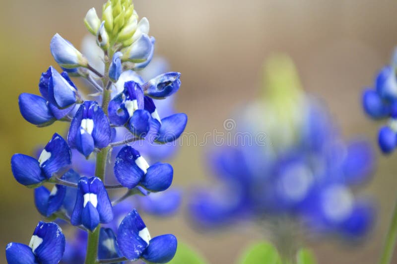 Bluebonnet stock image. Image of spring, seasonal, nature - 177028771