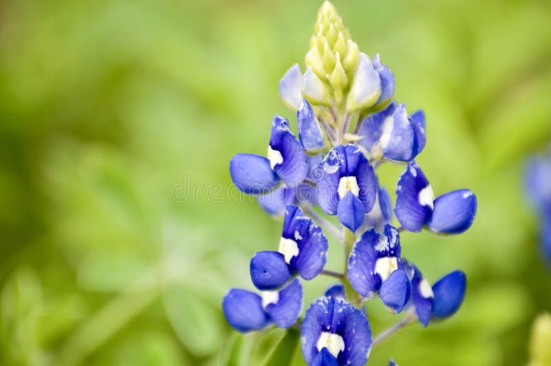Bluebonnet stock image. Image of flower, flora, state - 176310865