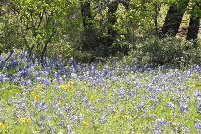 Bluebonnet Field on the Range Stock Image - Image of late, lush: 163923319