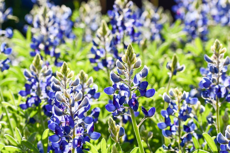 Bluebonnet field stock image. Image of blue, bluebonnet - 246272535