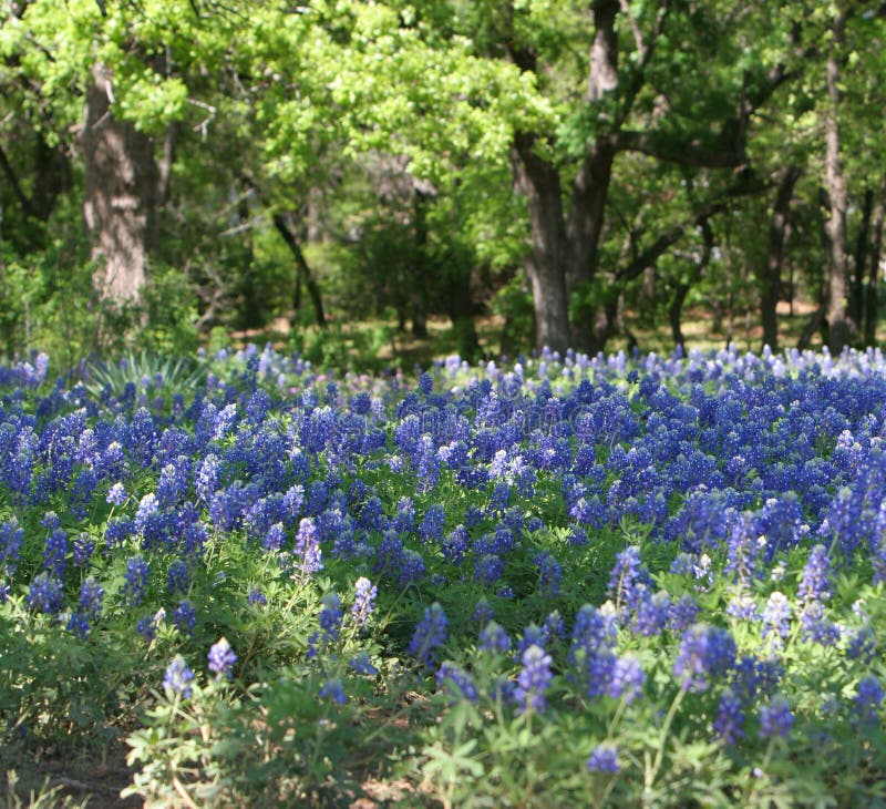 Bluebonnet Fields stock photo. Image of blue, beauty, spring - 3145288