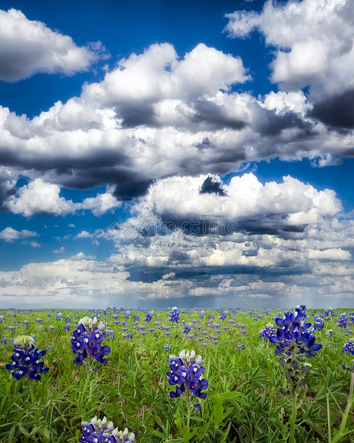 Bluebonnet Fields in Texas stock photo. Image of blossom - 43251636