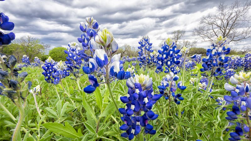 Red Barn in the Bluebonnet Field Stock Photo - Image of sunflowers ...