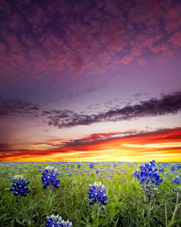 Texas Bluebonnet Sunset stock photo. Image of texas - 115169018