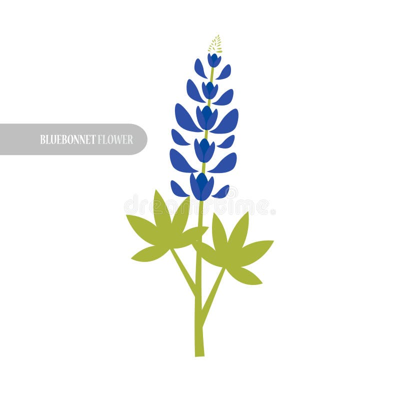 Bluebonnet Flower Design Vector Illustration Stock Vector ...