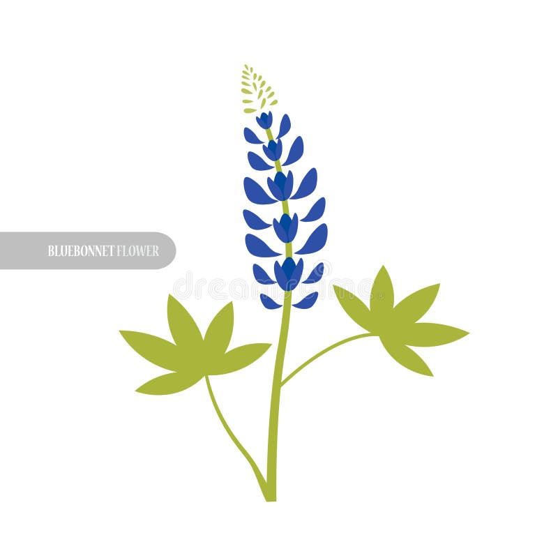 Bluebonnet Vector Stock Illustrations – 130 Bluebonnet Vector Stock ...