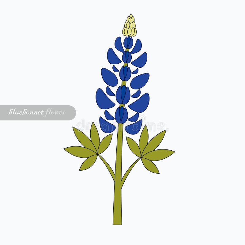 Bluebonnet Flower Design Vector Modern Illustration Stock Illustration ...