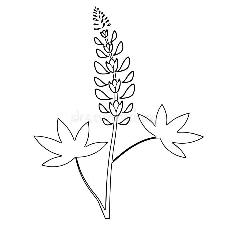 Bluebonnet Flower Design Vector Modern Illustration Stock Vector ...