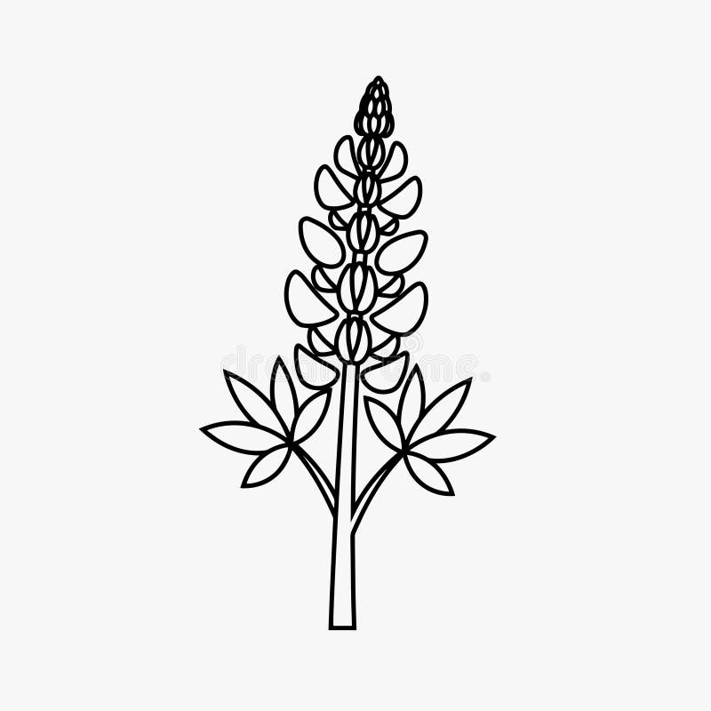 Bluebonnet Flower Design Vector Modern Illustration Stock Vector ...