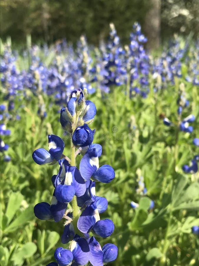 Bluebonnet Flowers in Bloom Stock Photo - Image of blossoms, petals ...