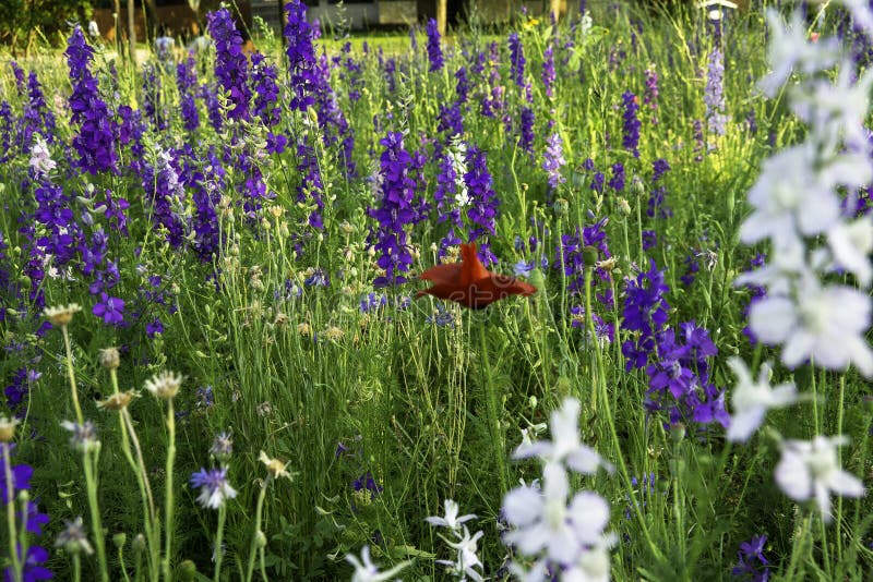 Bluebonnet Flowers in Richardson, Texas. Stock Photo - Image of dallas ...