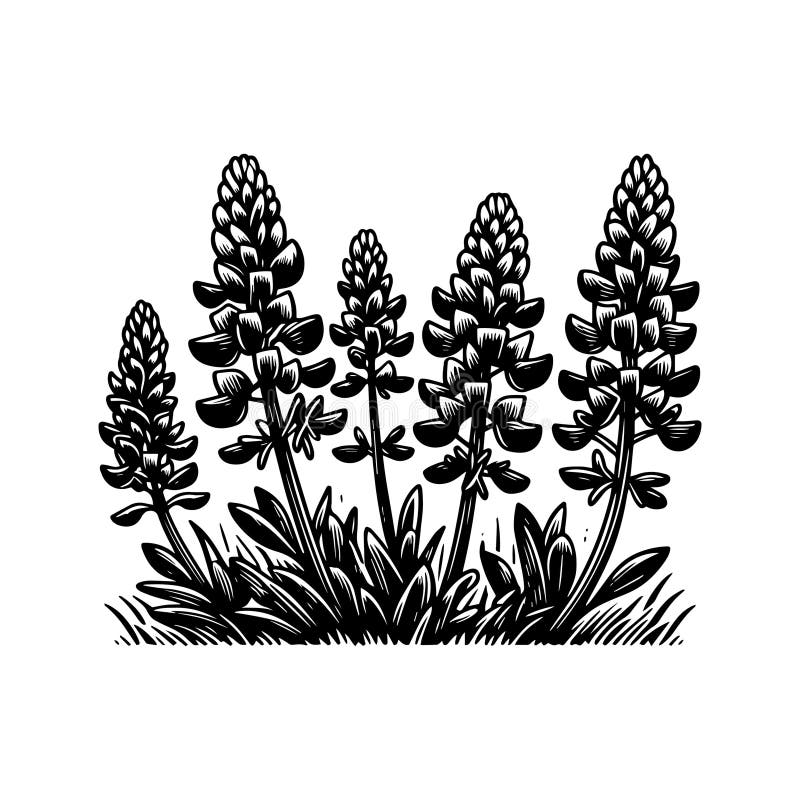 Bluebonnet Mature Flower Vector with Vintage Logo and Rustic ...