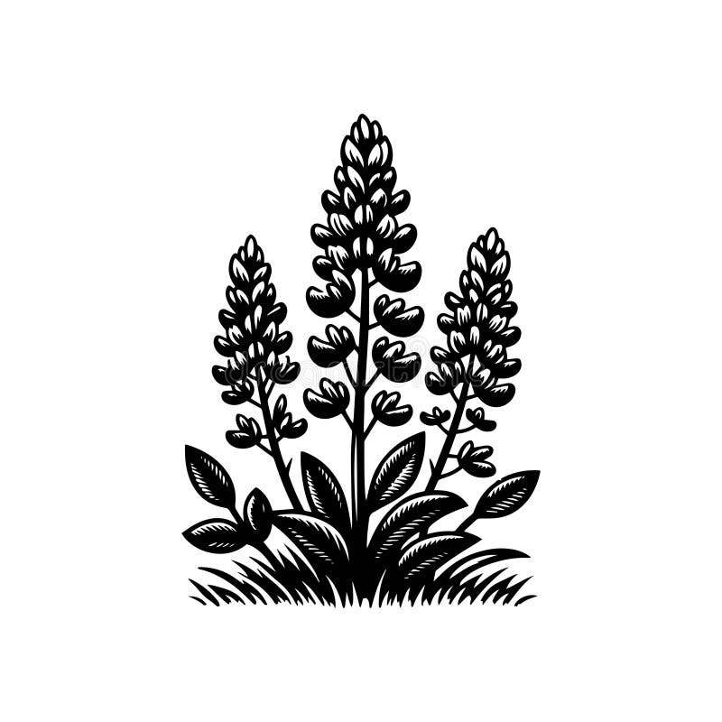 Bluebonnet Mature Flower Vector for Vintage Logo and Rustic ...