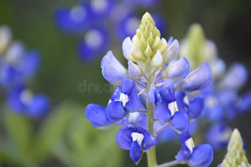 Bluebonnet stock image. Image of leaf, floral, lupinus - 177028783