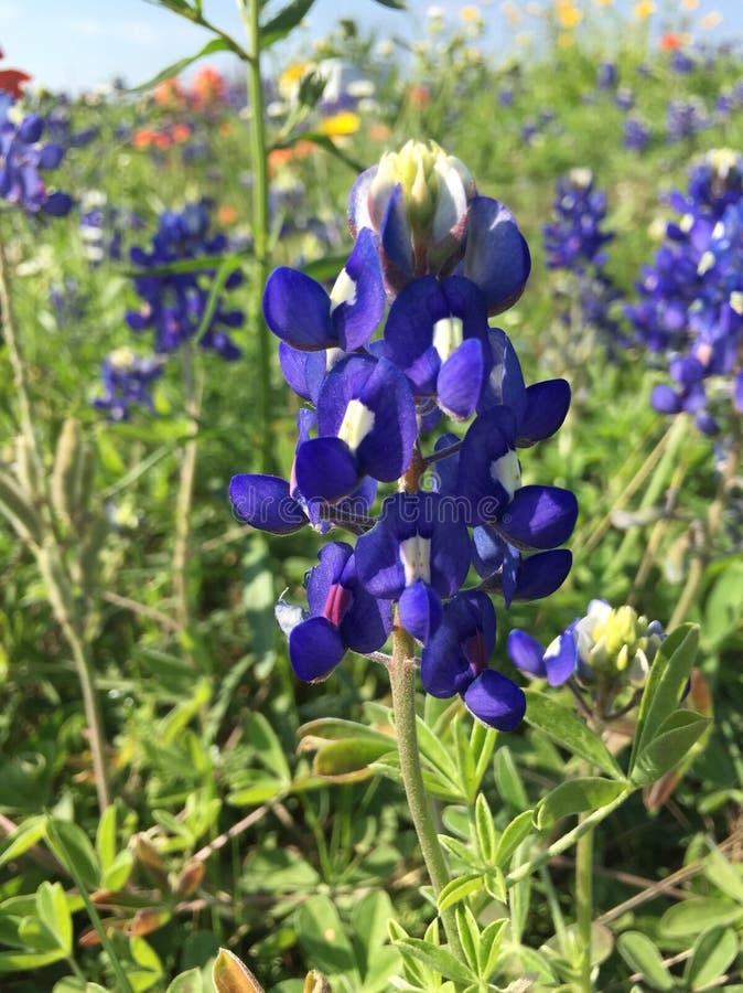 Texas State flower stock image. Image of bluebonnet - 112536547