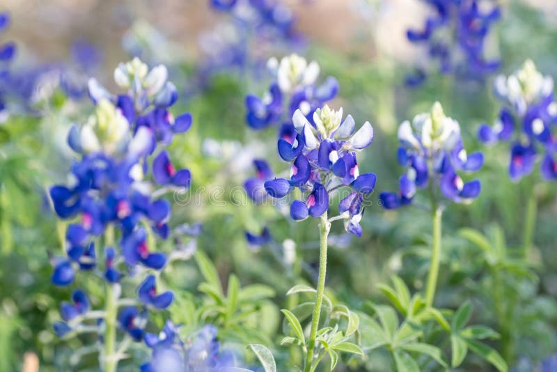 The Bluebonnet is the State Flower of Texas. Stock Image - Image of ...